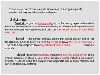 central auditory pathway.pptx