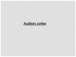 central auditory pathway.pptx
