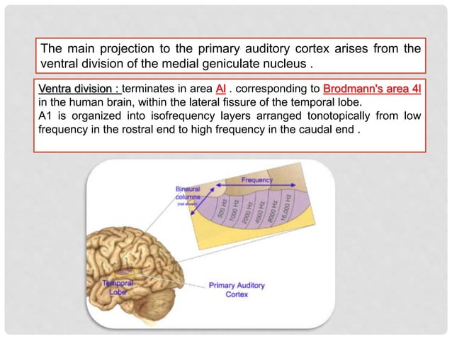 central auditory pathway.pptx