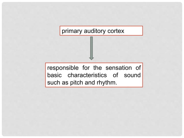 central auditory pathway.pptx