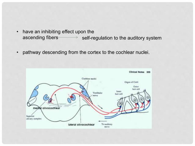 central auditory pathway.pptx