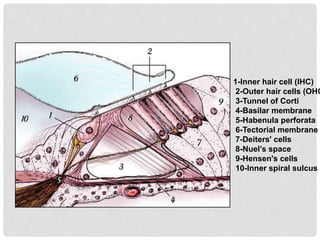 central auditory pathway.pptx