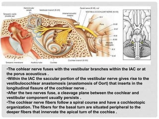 central auditory pathway.pptx