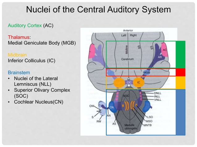 central auditory pathway.pptx