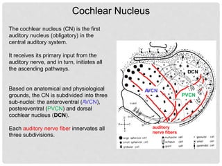 central auditory pathway.pptx