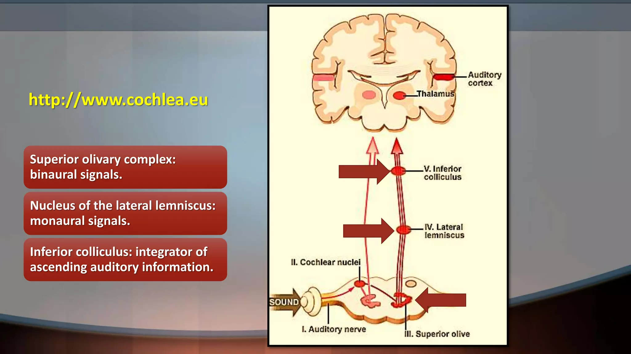 Central auditory processing | PPSX