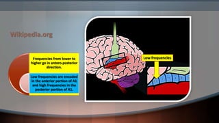 Central auditory processing | PPSX