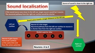 Central auditory processing | PPSX