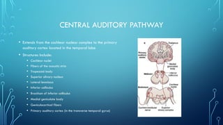 CENTRAL AUDITORY PROCESSING DISORDERS.pptx