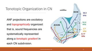 Central auditory sys. | PPTX