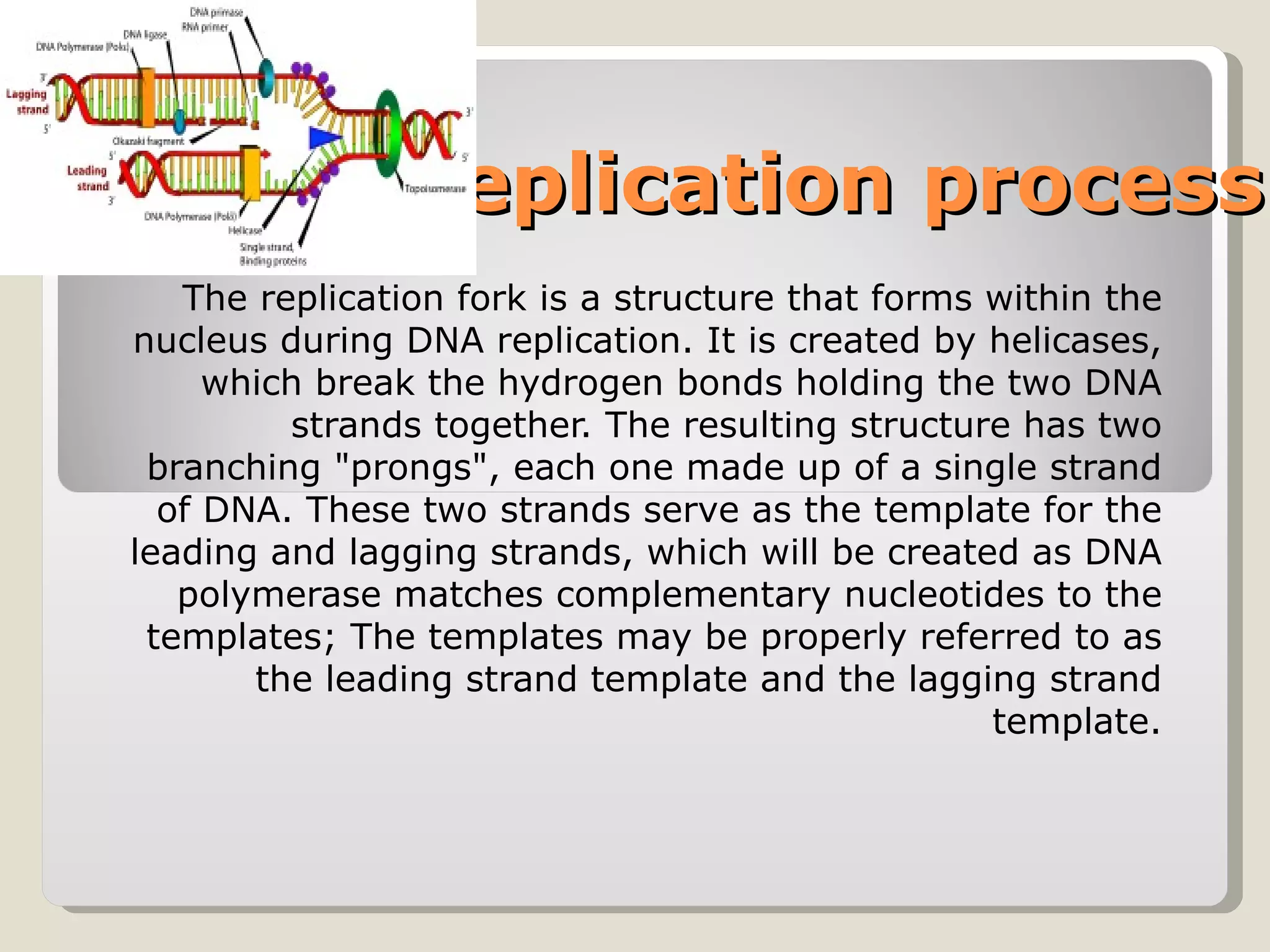 Central dogma | PPT | Chemistry | Science