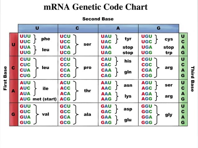 Science Grade 10_Third Quarter Central Dogma.ppt