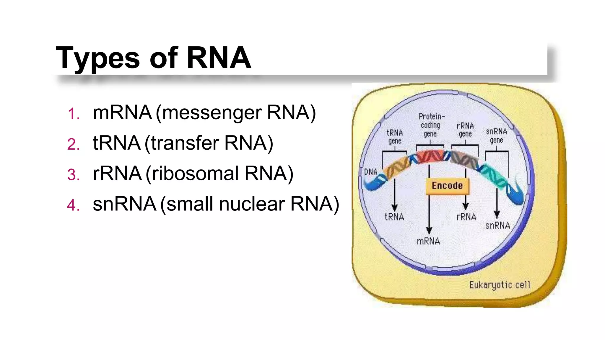 Central Dogma-Cell Theory.pptx | Programming Languages | Computing