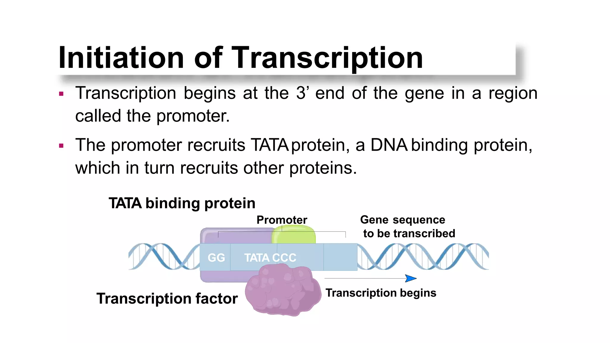 Central Dogma-Cell Theory.pptx | Programming Languages | Computing