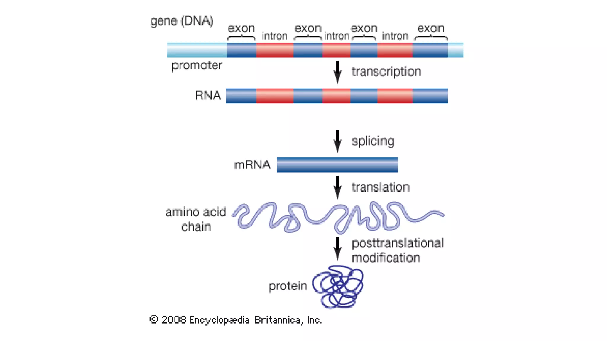 Central Dogma-Cell Theory.pptx | Programming Languages | Computing