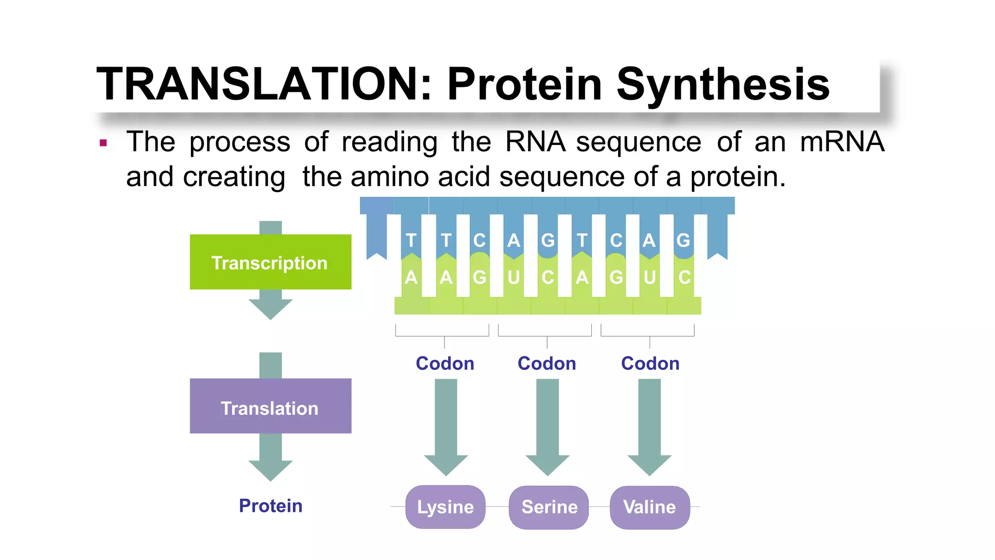 Central Dogma-Cell Theory.pptx | Programming Languages | Computing