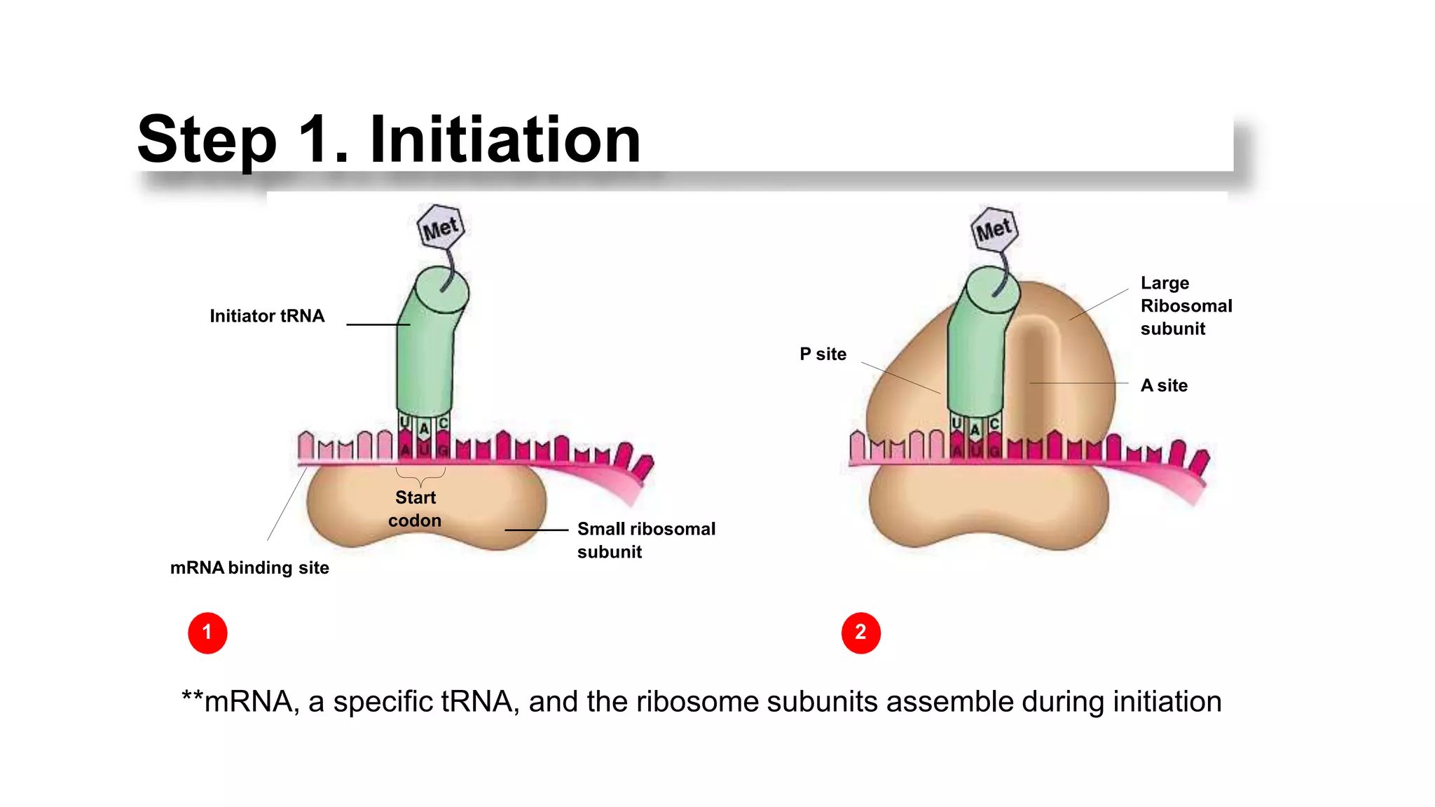 Central Dogma-Cell Theory.pptx | Programming Languages | Computing