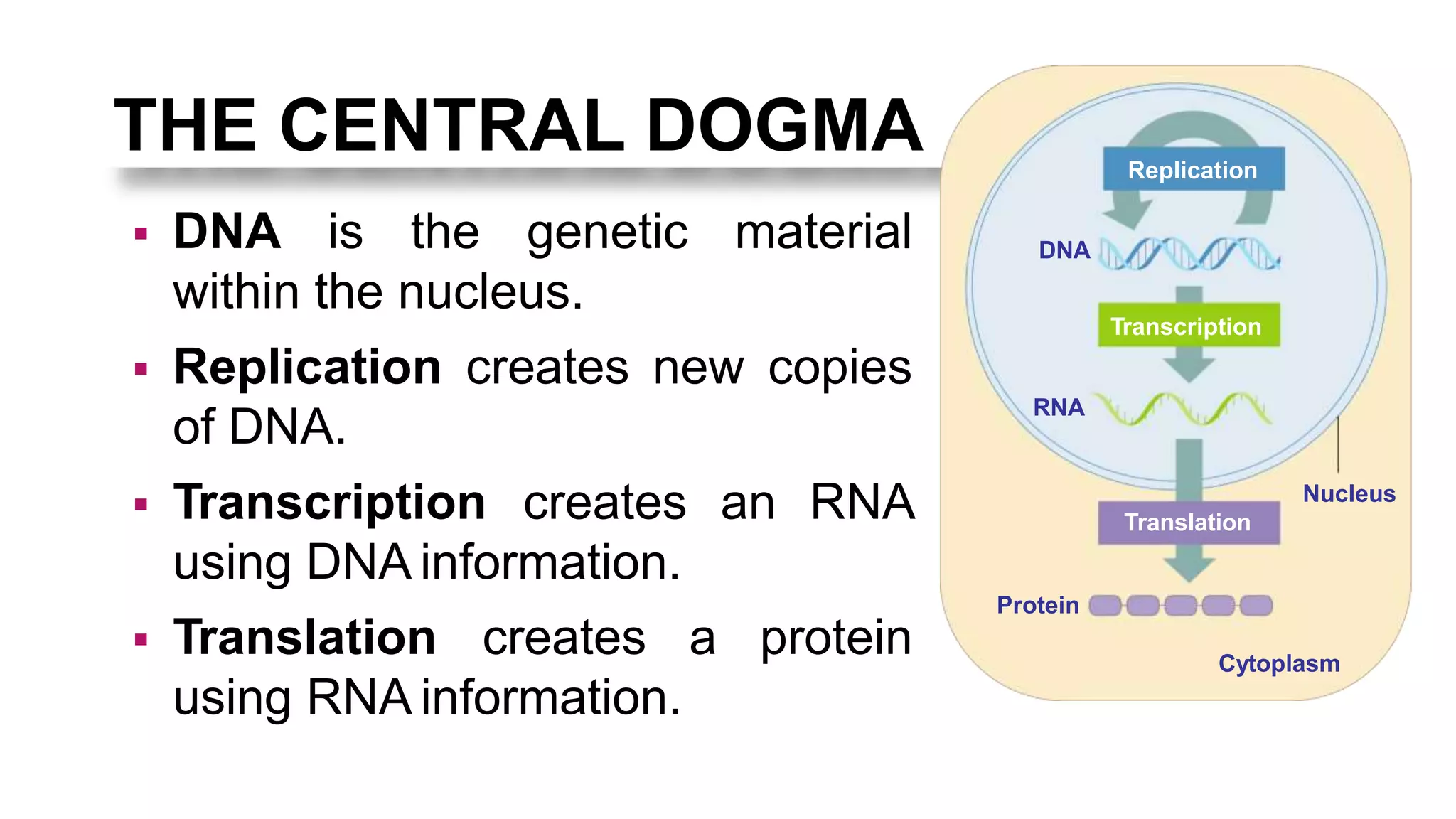 Central Dogma-Cell Theory.pptx | Programming Languages | Computing