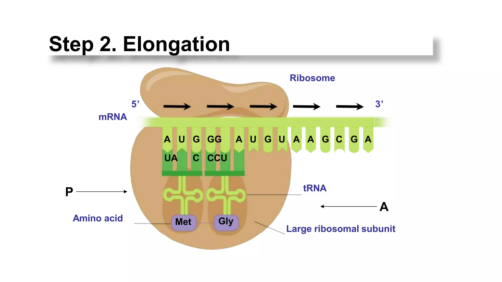Central Dogma-Cell Theory.pptx