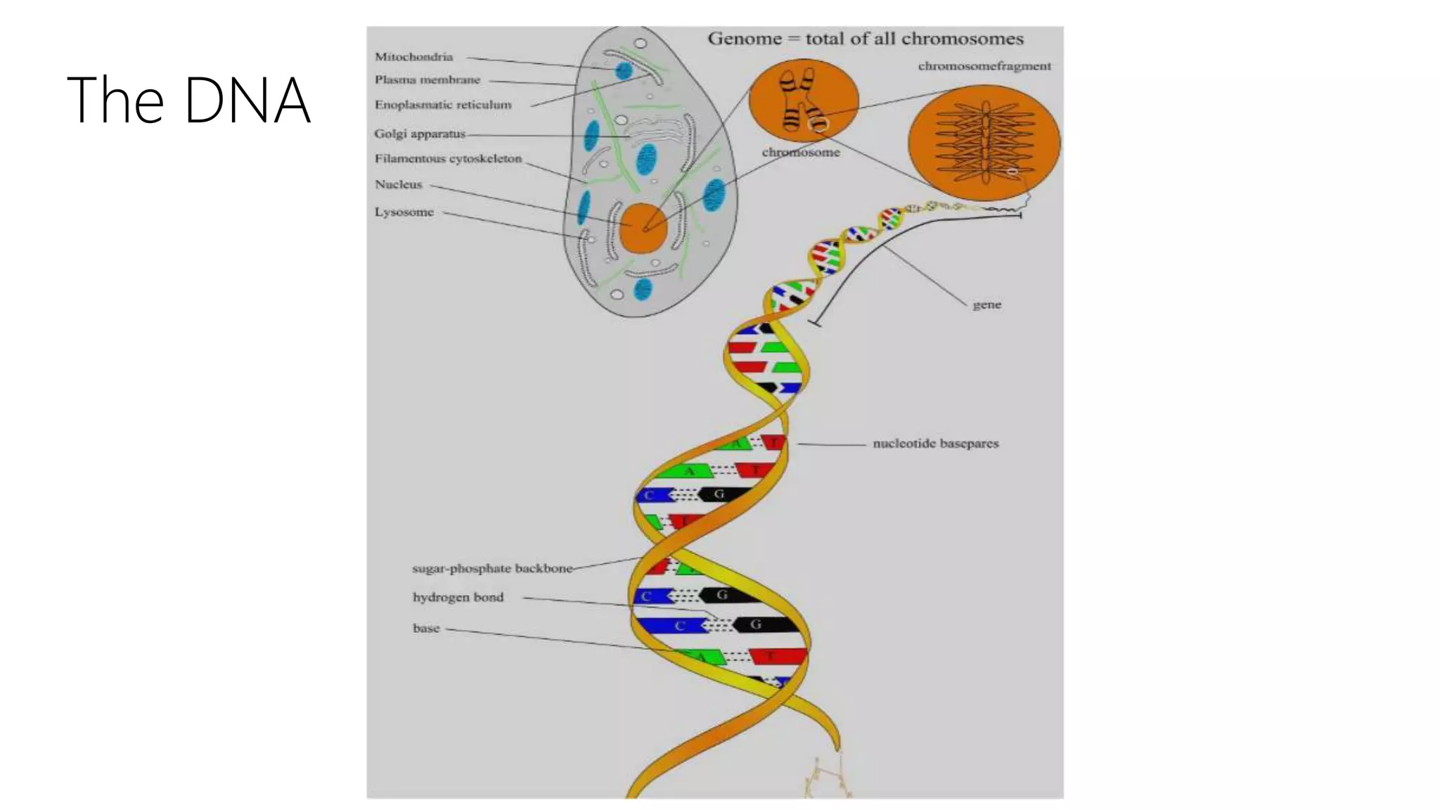 Central Dogma-Cell Theory.pptx | Programming Languages | Computing