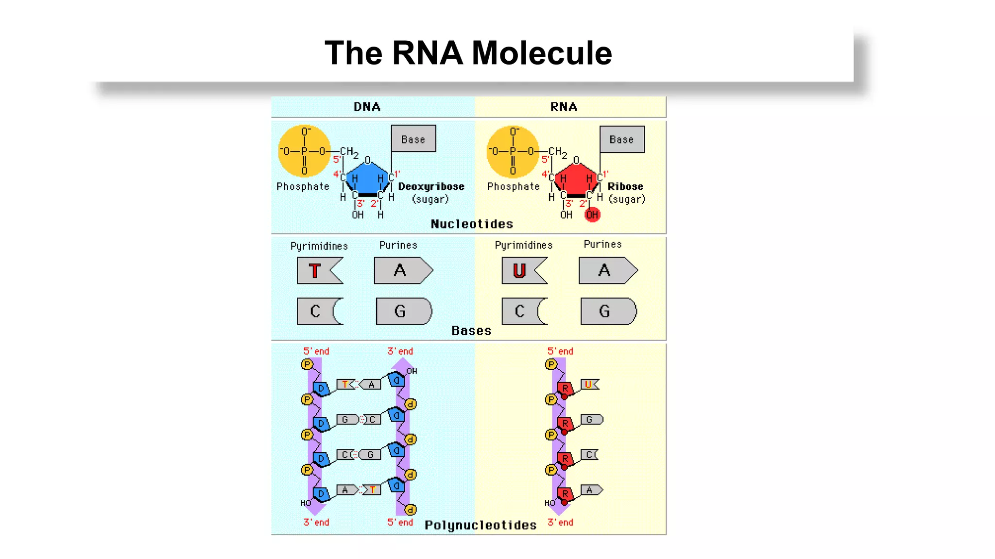 Central Dogma-Cell Theory.pptx | Programming Languages | Computing