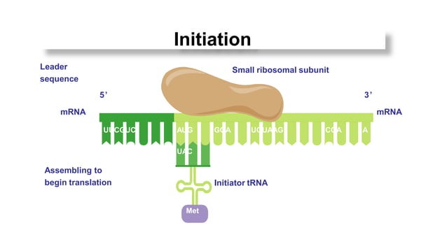 Central Dogma-Cell Theory.pptx