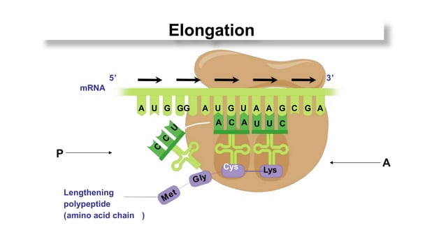 Central Dogma-Cell Theory.pptx