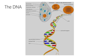 Central Dogma-Cell Theory.pptx | Programming Languages | Computing
