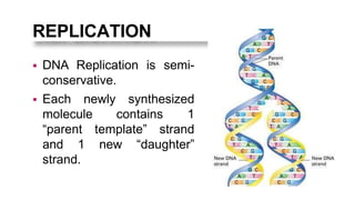 Central Dogma-Cell Theory.pptx | Programming Languages | Computing
