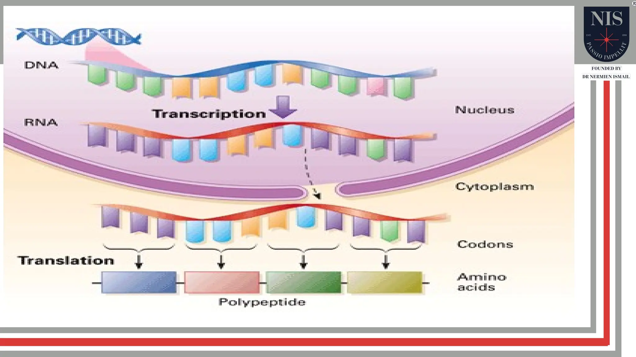 Central Dogma - Translation & Transcription.pptx