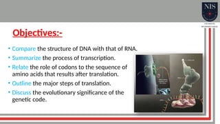 Central Dogma - Translation & Transcription.pptx