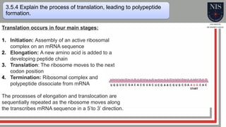 Central Dogma - Translation & Transcription.pptx