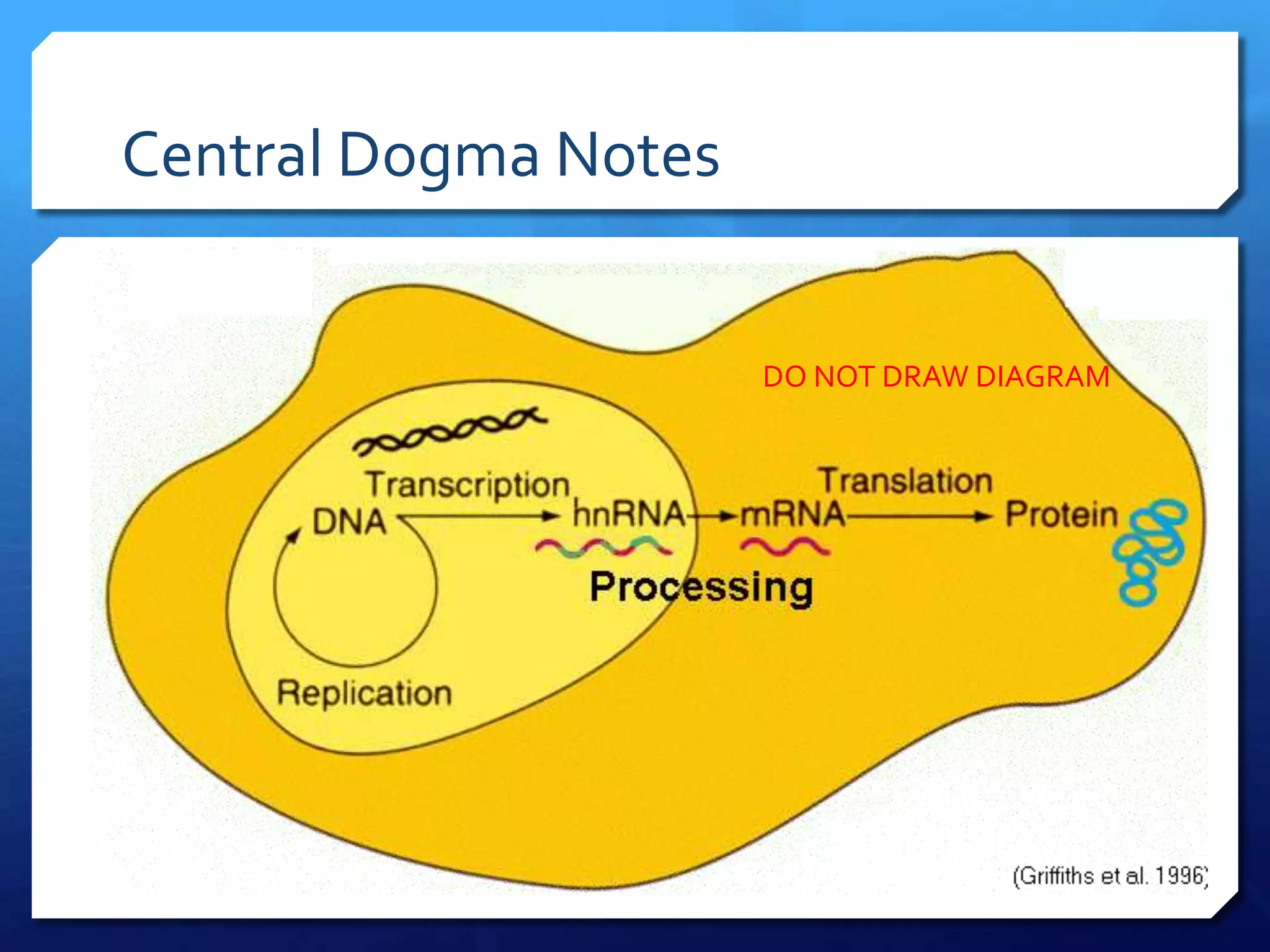 Central dogma and transcription slides | PPTX