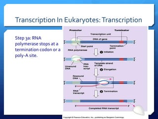Central dogma and transcription slides | PPTX