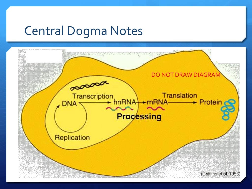 Central dogma and transcription slides