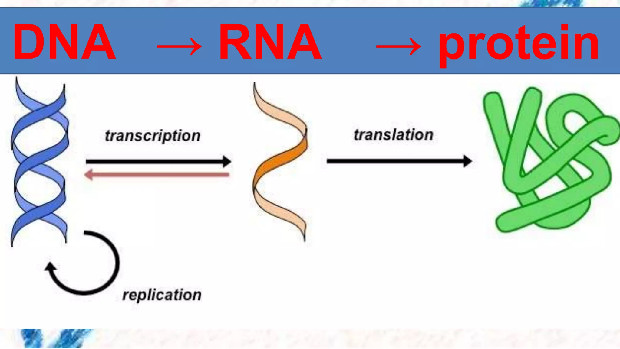 Central dogma of biology | PPTX