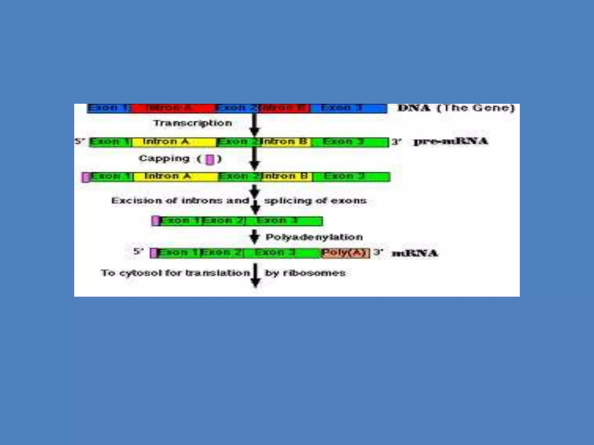 Central dogma of biology | PPTX