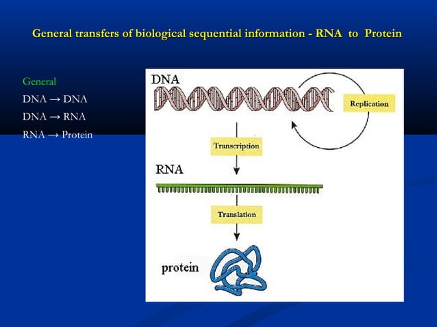 Central dogma of life | PPT | Biological Sciences | Science