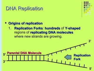 centraldogmaofmolecularbiology-130608212246-phpapp01.pdf