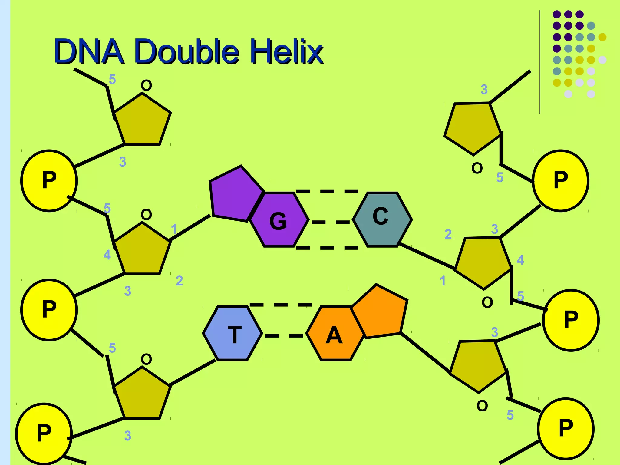 Central dogma of molecular biology | PPT