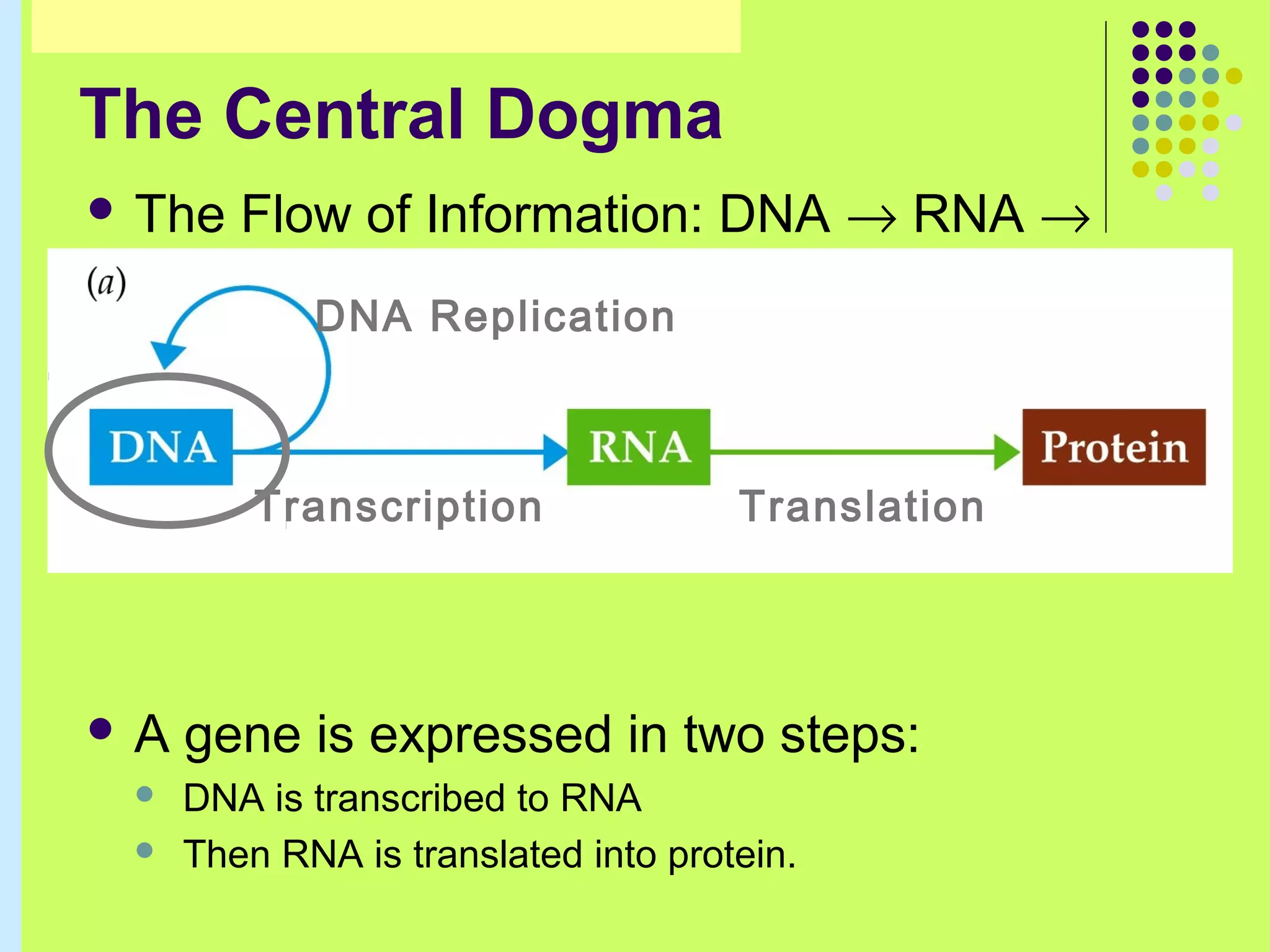 Central dogma of molecular biology | PPT | Chemistry | Science