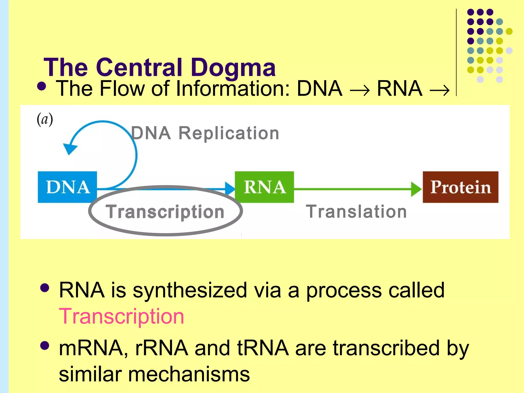 Central dogma of molecular biology | PPT