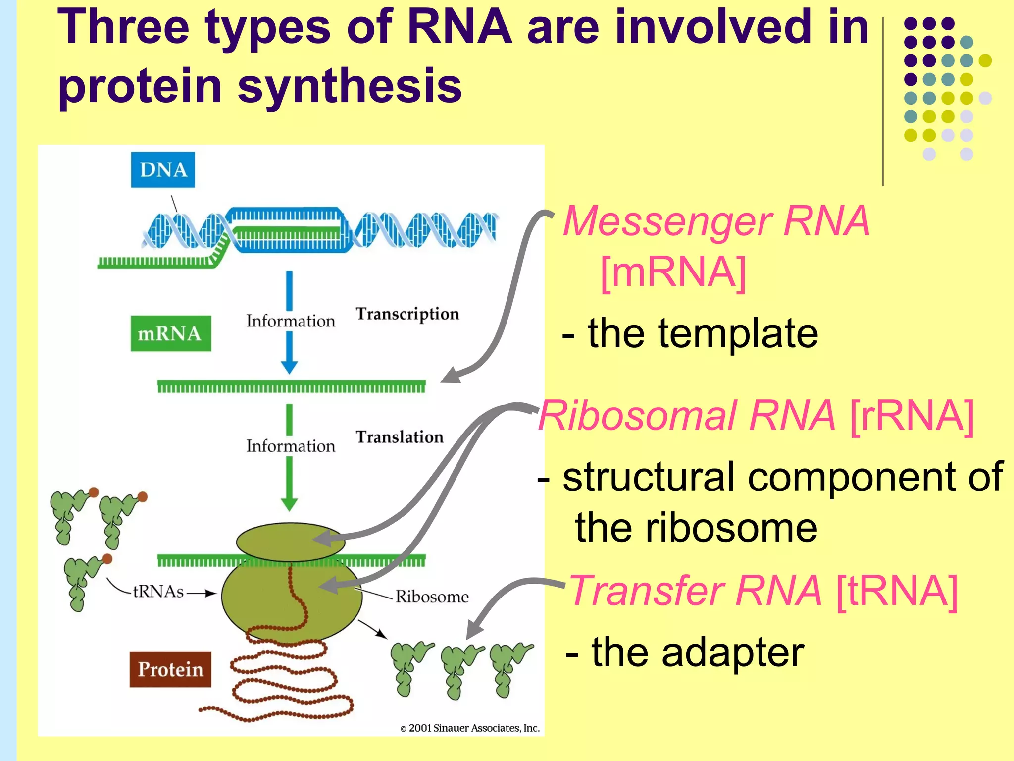 Central dogma of molecular biology | PPT