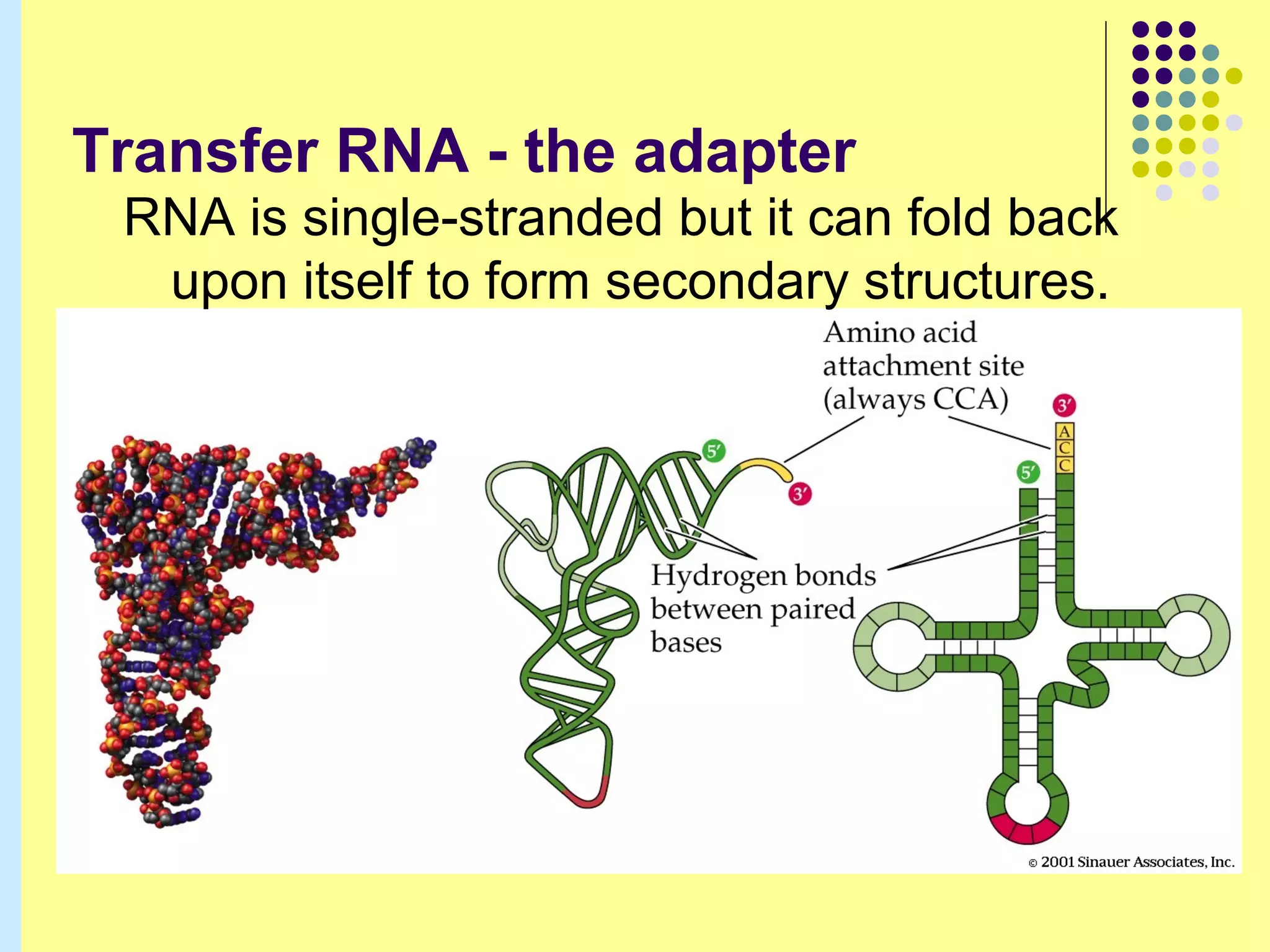 Central dogma of molecular biology | PPT