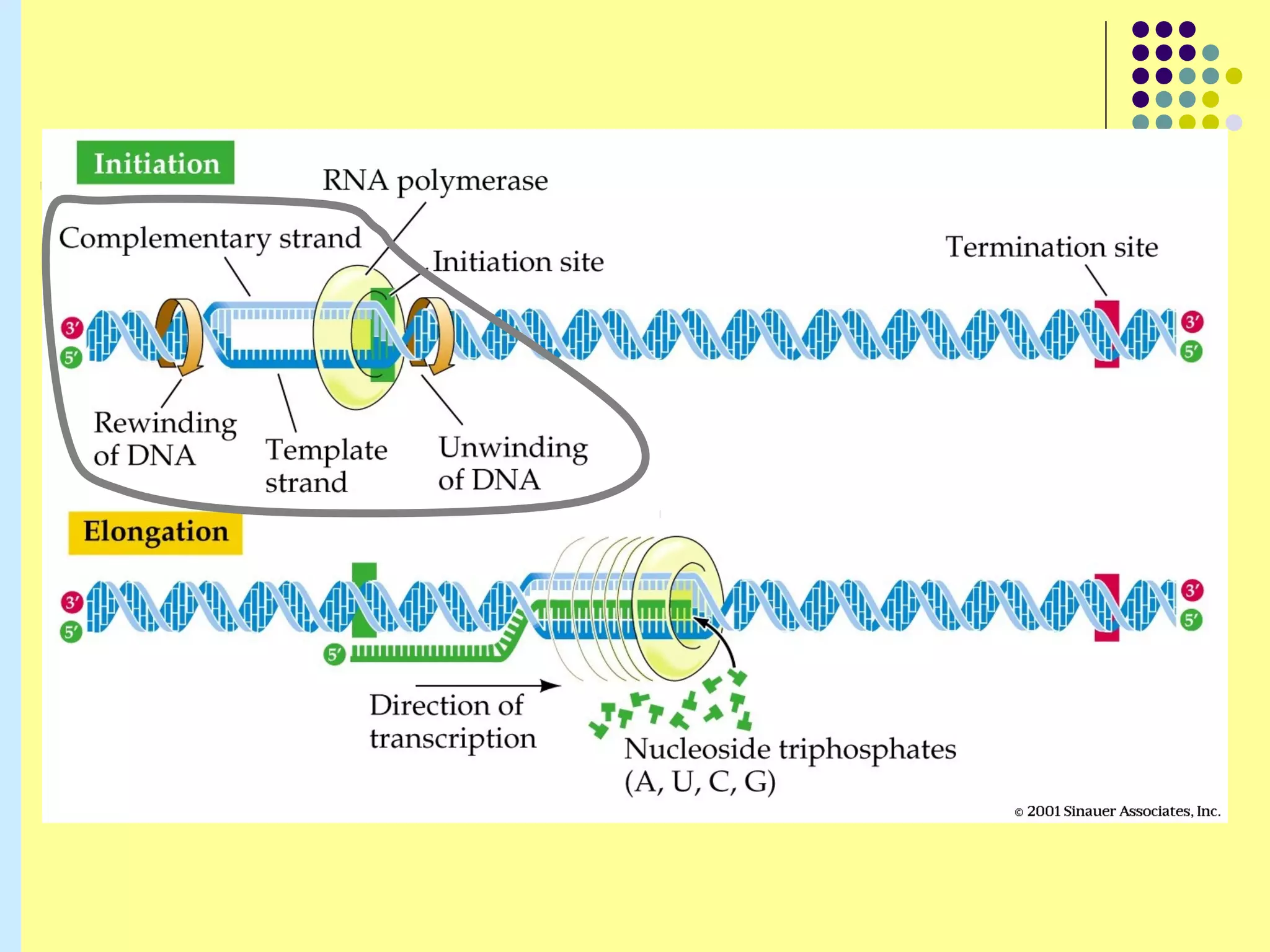 Central dogma of molecular biology | PPT