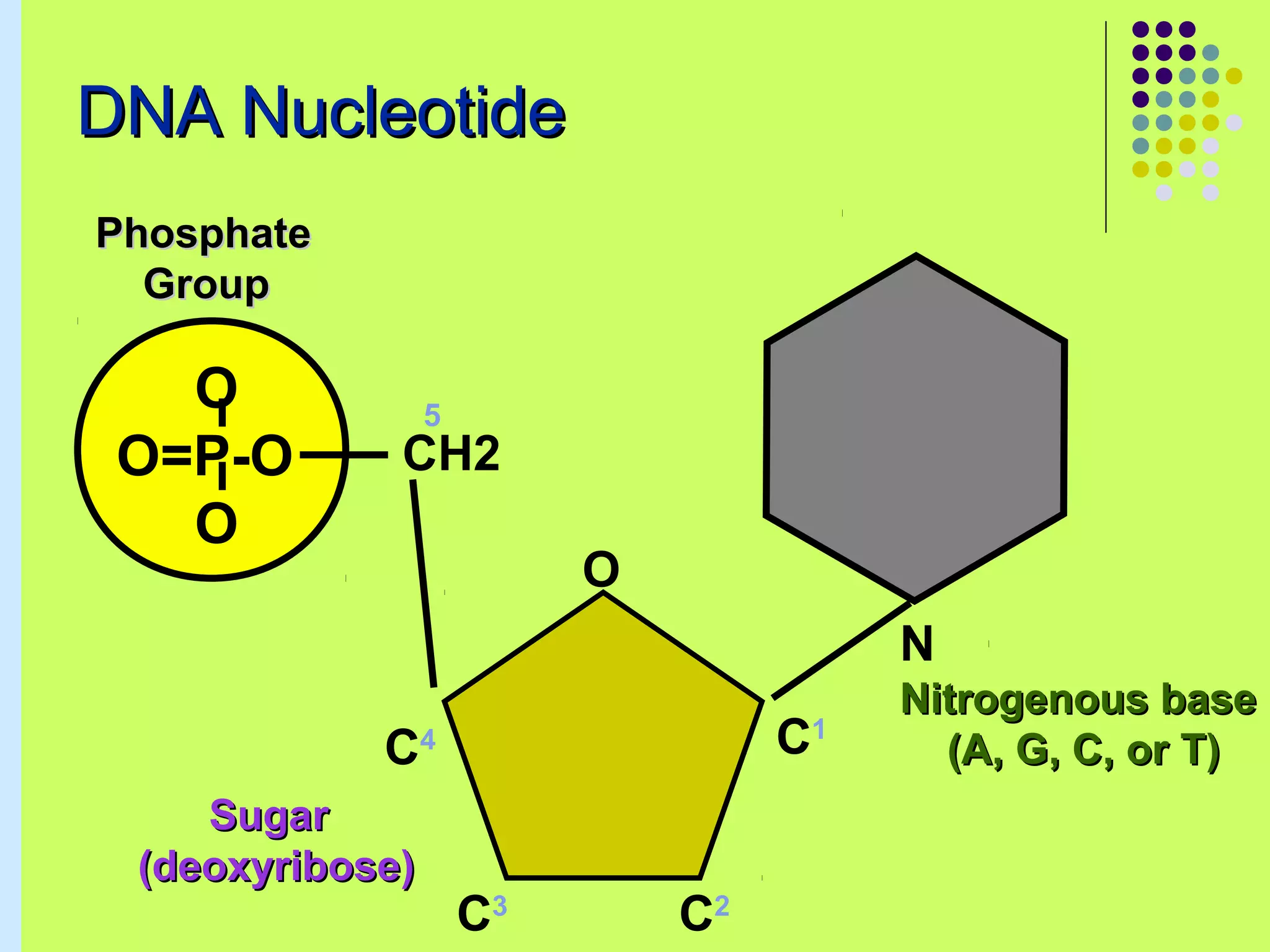 Central dogma of molecular biology | PPT