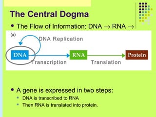 Central dogma of molecular biology | PPT