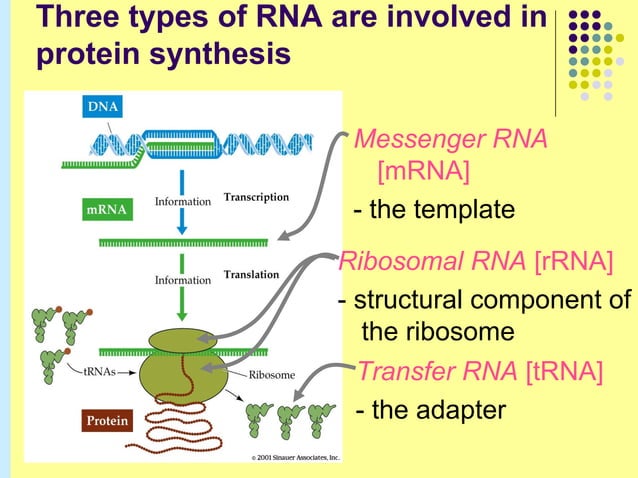 Central dogma of molecular biology | PPT | Chemistry | Science