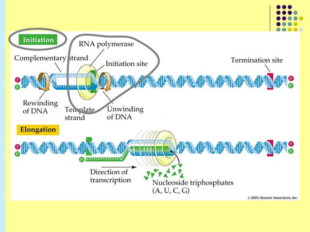 Central dogma of molecular biology | PPT | Chemistry | Science