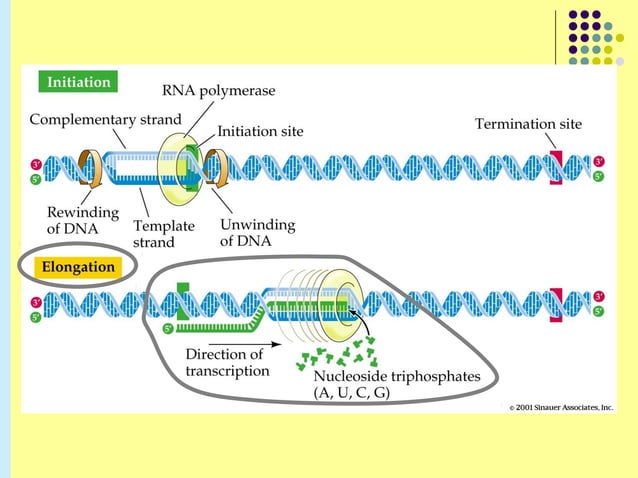 Central dogma of molecular biology | PPT | Chemistry | Science